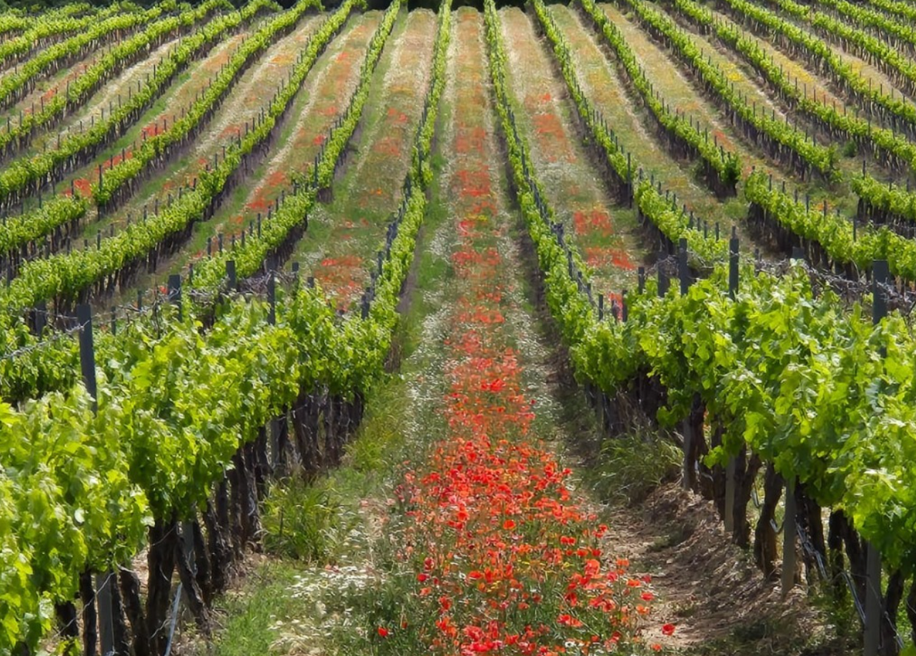 LEO & NINE ANUNCIA SU ENTRADA EN SEIS NUEVOS MERCADOS – Leo&Niné Wines